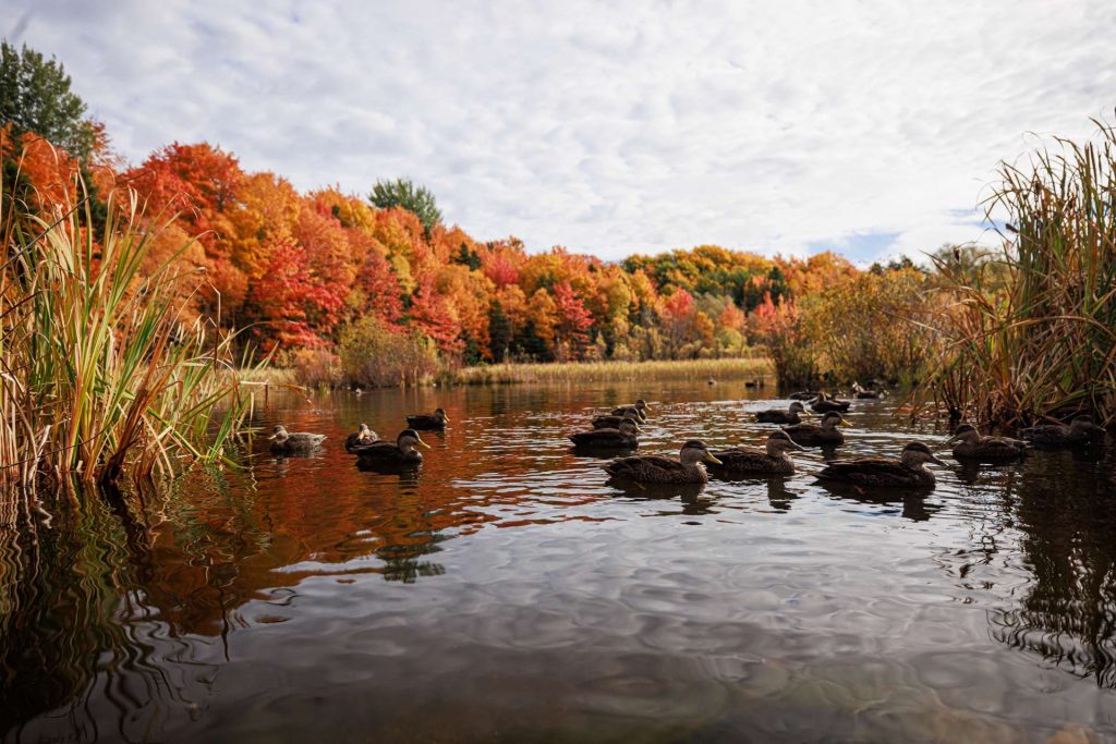 About Corner Brook - City of Corner Brook